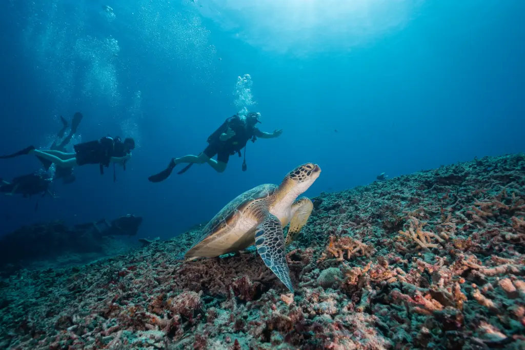 Sea Turtle Ecology & Monitoring Gili Air | Conservation Diving with Bl